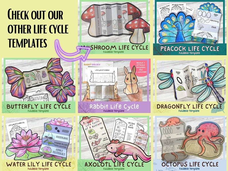 PINE TREE Life Cycle Foldable Templates | Christmas Tree Life Cycle ...