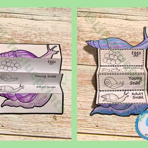 Foldable Snail Life Cycle Learning Activity for Kids | A4 and 11x8.5 ...