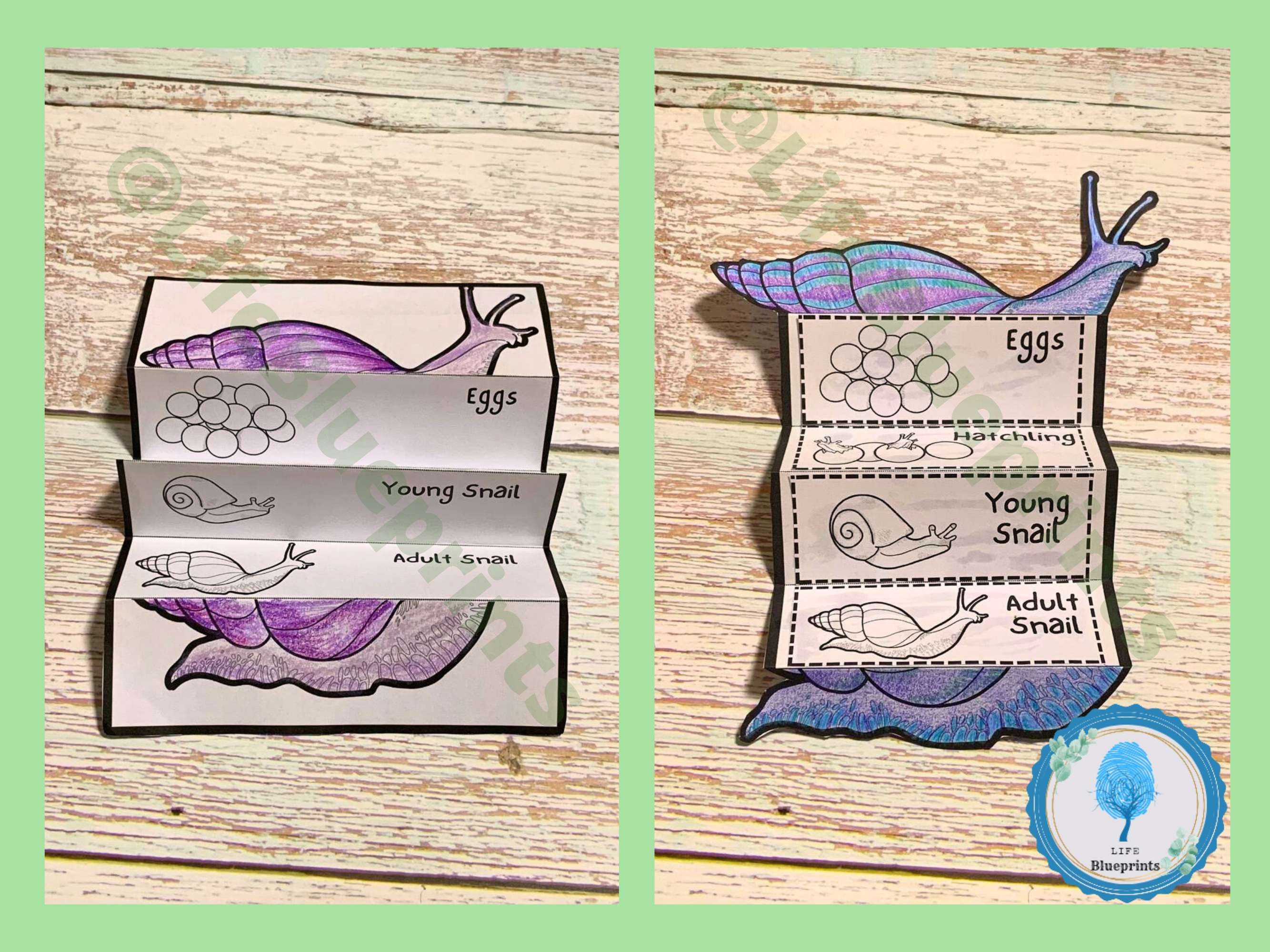 Foldable Snail Life Cycle Learning Activity for Kids A4 and 11x8.5 Inch ...