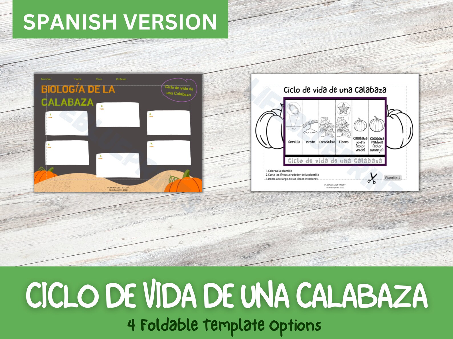 SPANISH Life Cycle of a Pumpkin Plant Foldable Life Cycle Craft Digital ...
