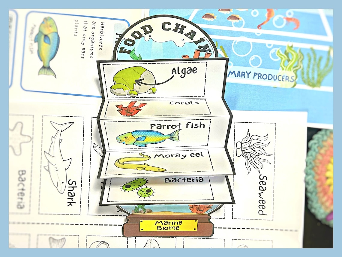 Marine Food Chains Foldable Kids' Craft Snow Globe Food Web Printable ...