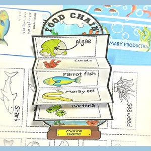 Marine Food Chains Foldable Kids' Craft | Snow Globe | Food Web ...