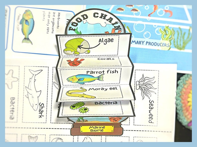 Marine Food Chains Foldable Kids' Craft Snow Globe Food Web Printable ...