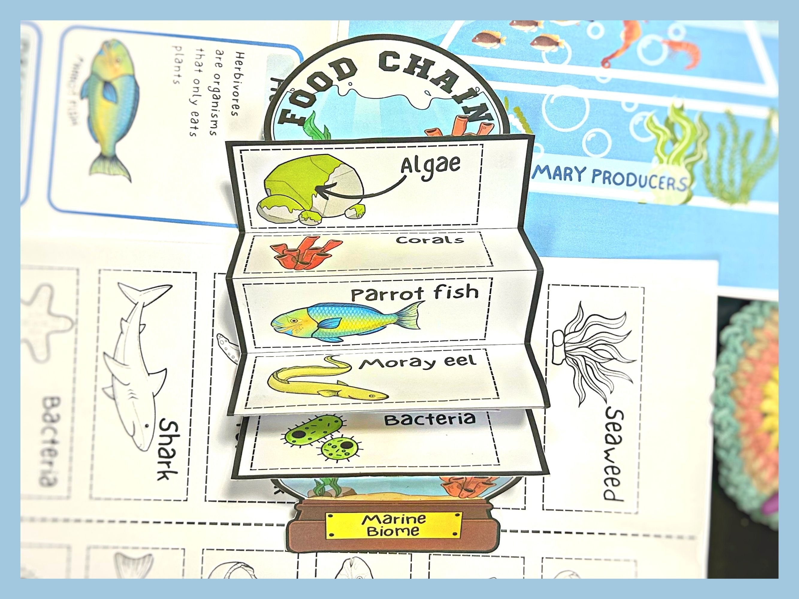 Marine Food Chains Foldable Kids' Craft Snow Globe Food Web Printable ...
