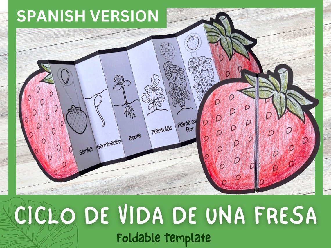 SPANISH Strawberry Life Cycle Foldable Kids' Craft Science Activity ...