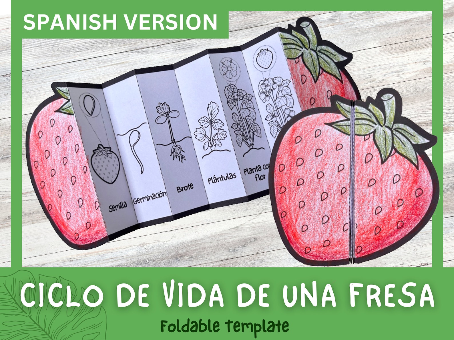 SPANISH Strawberry Life Cycle Foldable Kids' Craft Science Activity ...