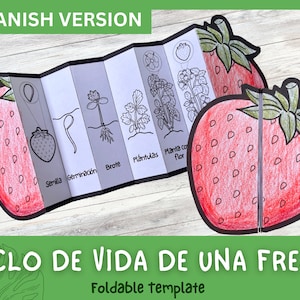 SPANISH Strawberry Life Cycle Foldable Kids' Craft Science Activity ...