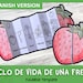 SPANISH Strawberry Life Cycle Foldable Kids' Craft Science Activity ...