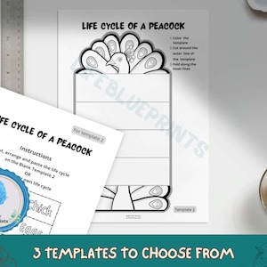 Foldable Peacock Life Cycle Learning Activity for Kids | Bird Unit ...
