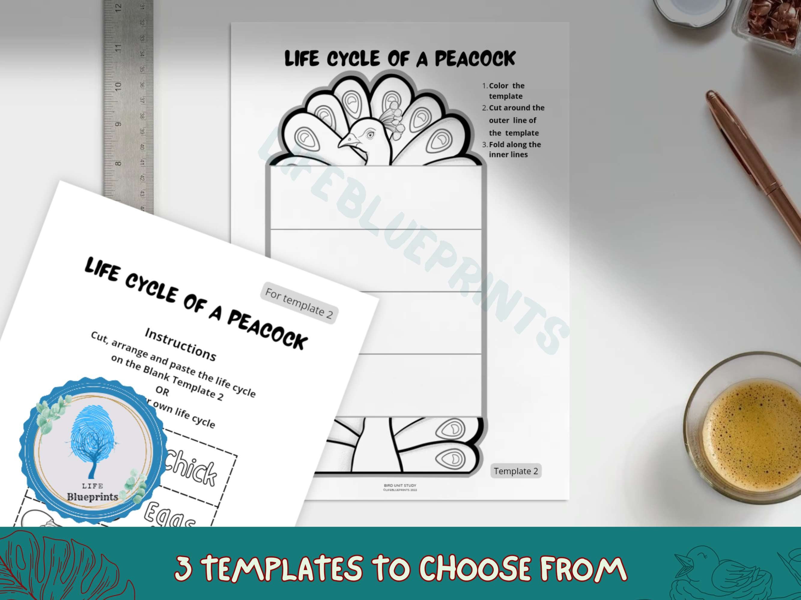 Foldable Peacock Life Cycle Learning Activity for Kids | Bird Unit ...