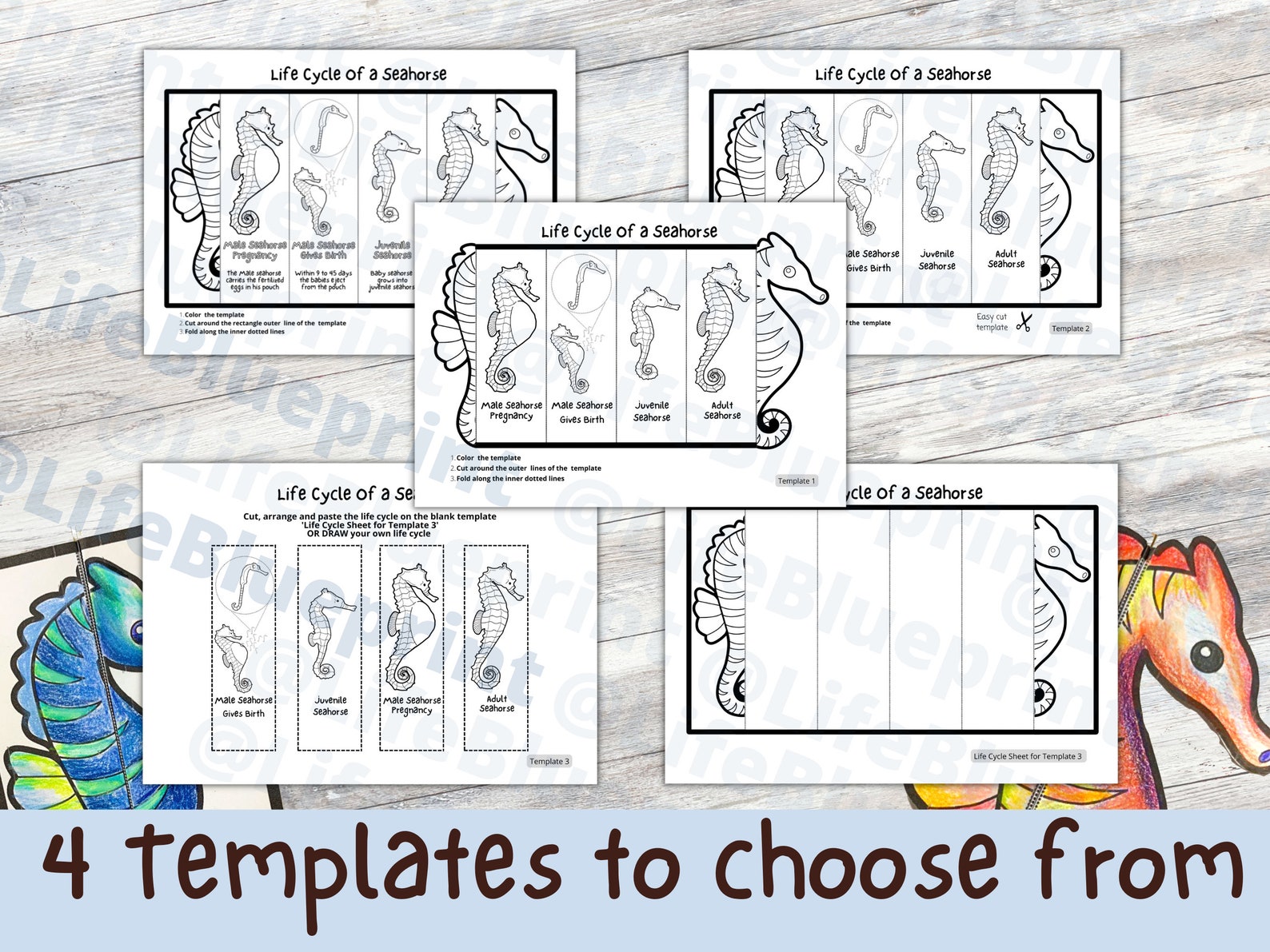 Foldable Seahorse Life Cycle Learning Activity for Kids Marine Life ...