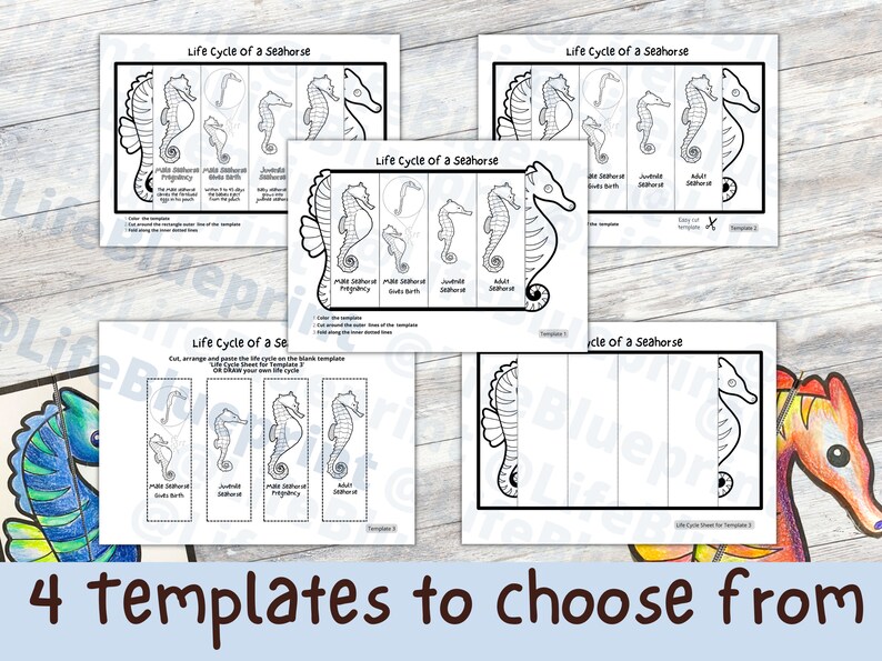 Foldable Seahorse Life Cycle Learning Activity for Kids - Etsy Singapore