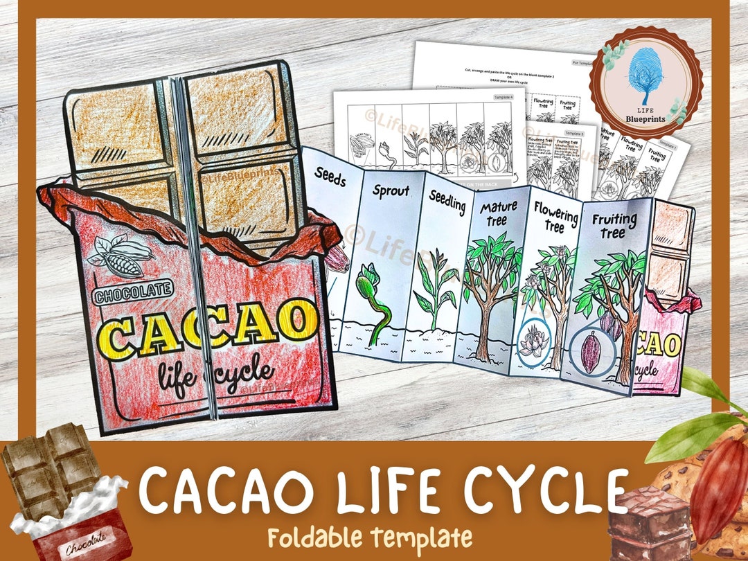 Cacao Life Cycle Foldout Activity for Kids | Discover Where Chocolate ...