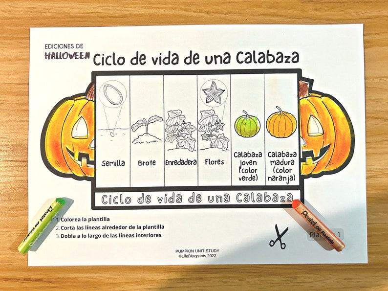 SPANISH Life Cycle of a Pumpkin Plant Foldable Life Cycle Craft Digital ...