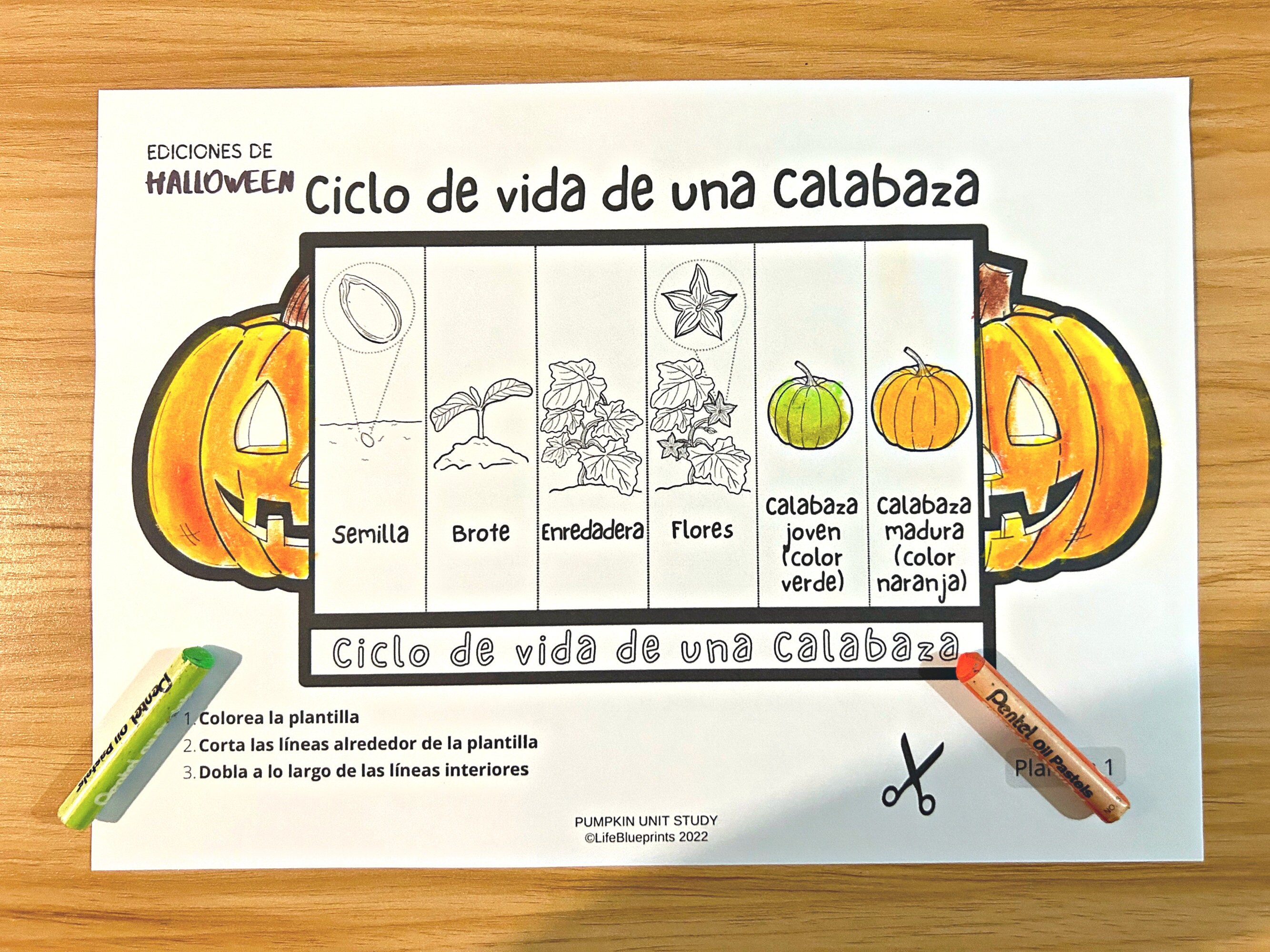 SPANISH Life Cycle of a Pumpkin Plant Foldable Life Cycle Craft Digital ...
