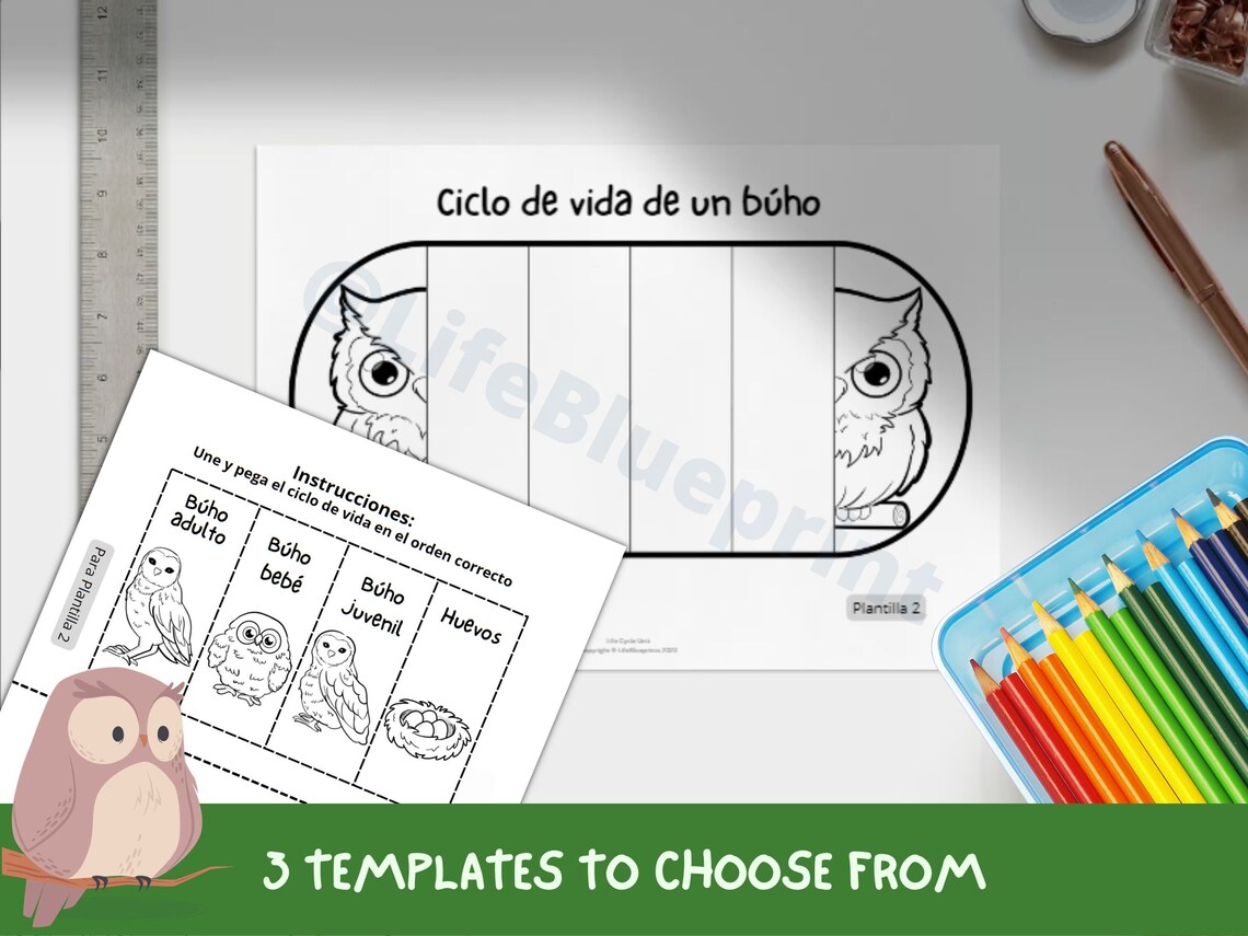 SPANISH Owl Life Cycle Learning Activity for Kids | Montessori Learning ...
