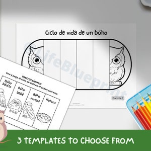 SPANISH Owl Life Cycle Learning Activity for Kids | Montessori Learning ...