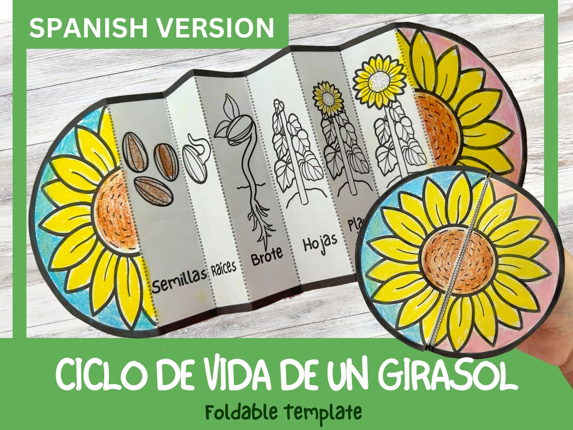 SPANISH Life Cycle of Sunflower Plant Foldable Life Cycle Craft Digital ...