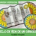SPANISH Life Cycle of Sunflower Plant Foldable Life Cycle Craft Digital ...