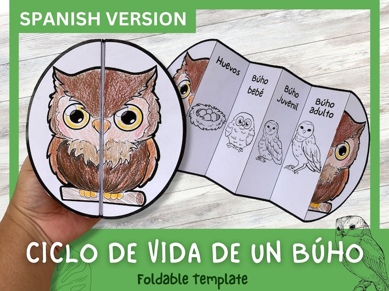 SPANISH Owl Life Cycle Learning Activity for Kids | Montessori Learning ...