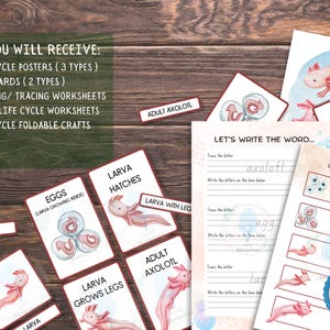 Axolotl Life Cycle Unit Study | Includes Posters, Flashcards ...
