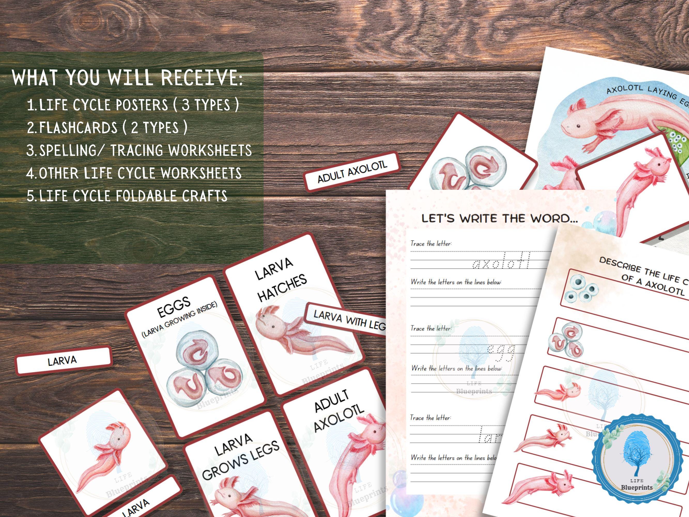 Axolotl Life Cycle Unit Study | Includes Posters, Flashcards ...