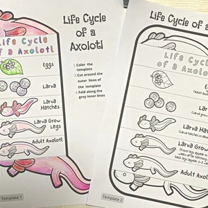 Axolotl Life Cycle Foldable Amphibian Life Cycle Learning Activity for ...