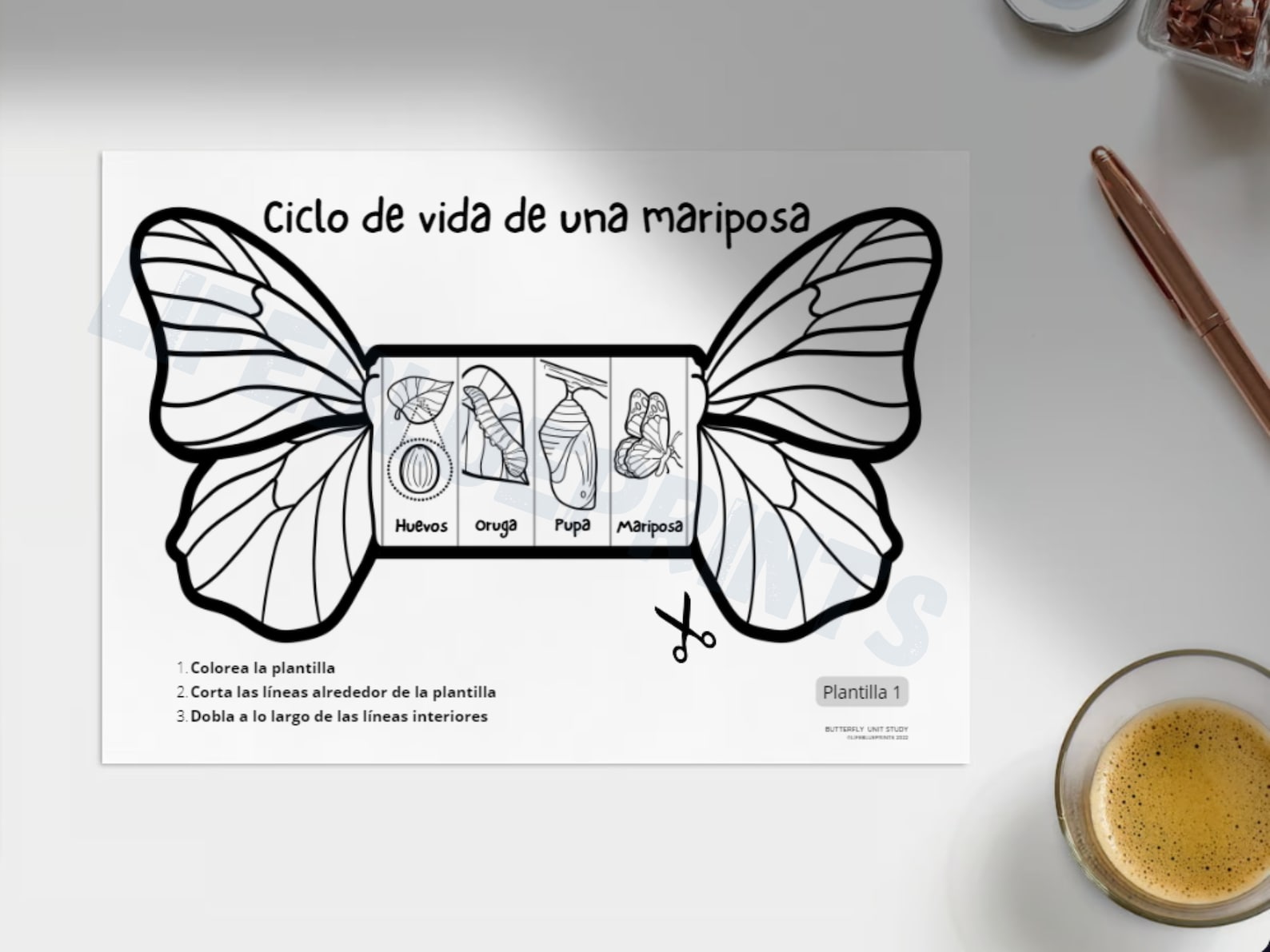 SPANISH Life Cycle of a Monarch Butterfly Foldable Life Cycle Craft ...