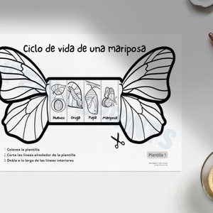 SPANISH Life Cycle of a Monarch Butterfly | Foldable Life Cycle Craft ...