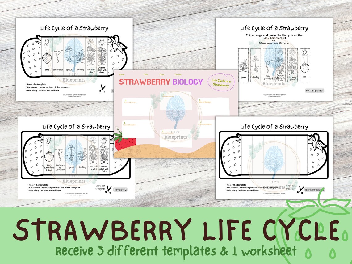 Foldable Strawberry Life Cycle Learning Activity for Kids A4 - Etsy