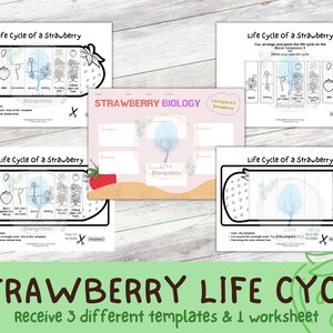 Foldable Strawberry Life Cycle Learning Activity for Kids A4 and 11x8.5 ...