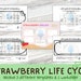 Foldable Strawberry Life Cycle Learning Activity for Kids A4 - Etsy