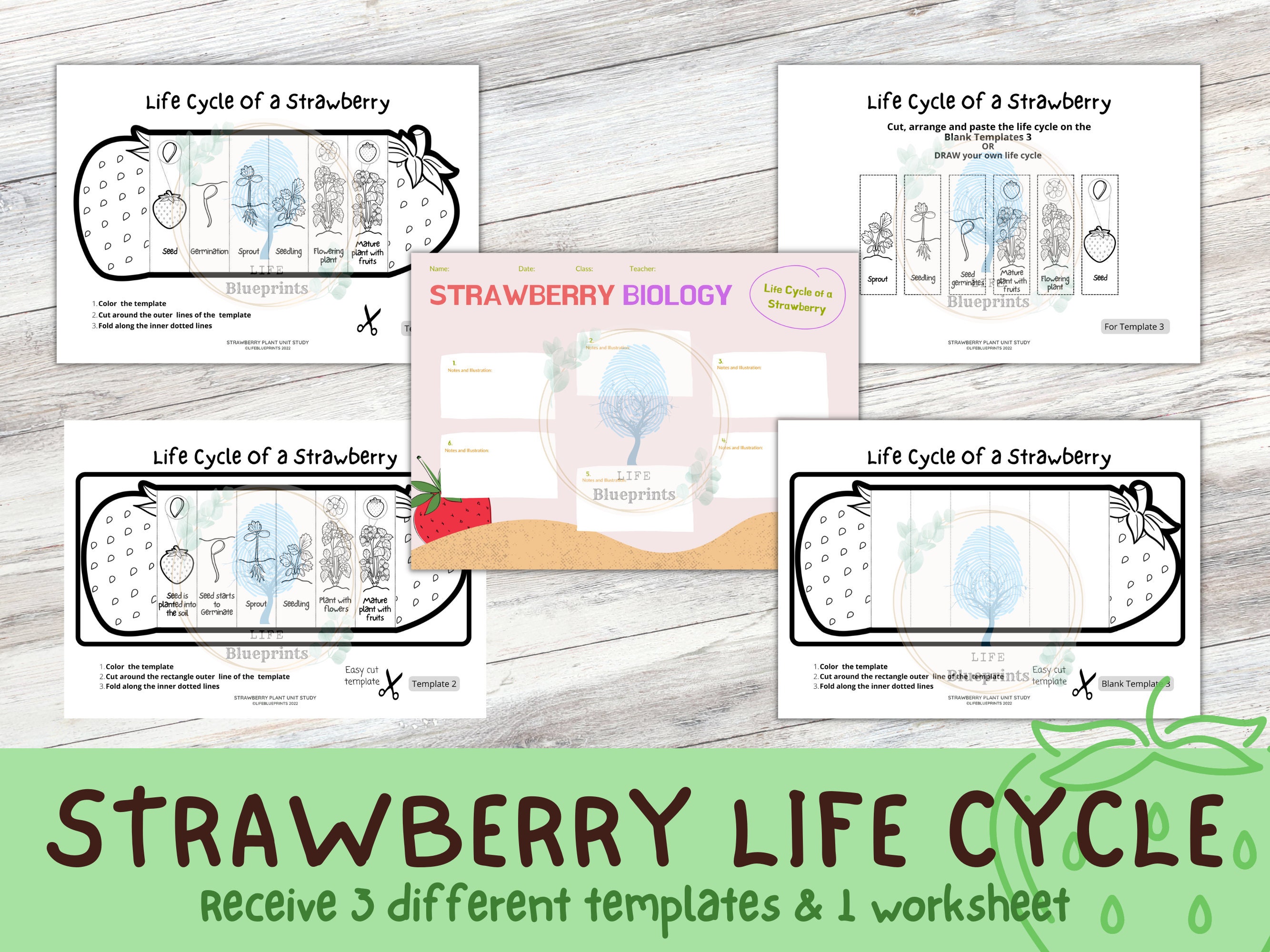 Foldable Strawberry Life Cycle Learning Activity for Kids A4 - Etsy