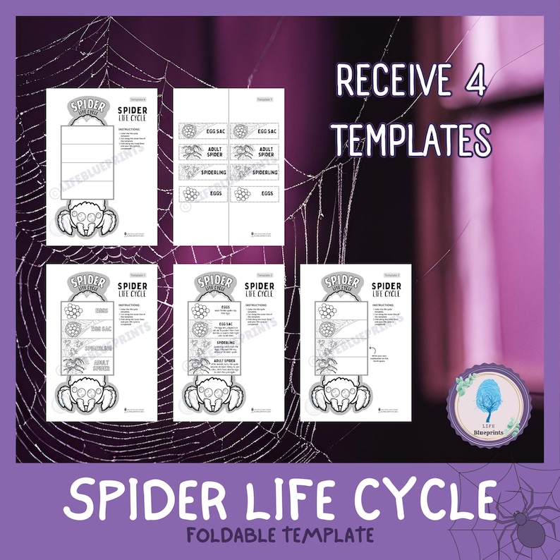 Life Cycle of a Spider Science Activity for Kids | Foldable Craft ...