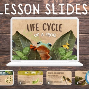 Frog Life Cycle Unit Study | Poster, Flashcards, Lesson Plan | Nature ...