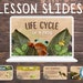 Frog Life Cycle Unit Study | Poster, Flashcards, Lesson Plan | Nature ...