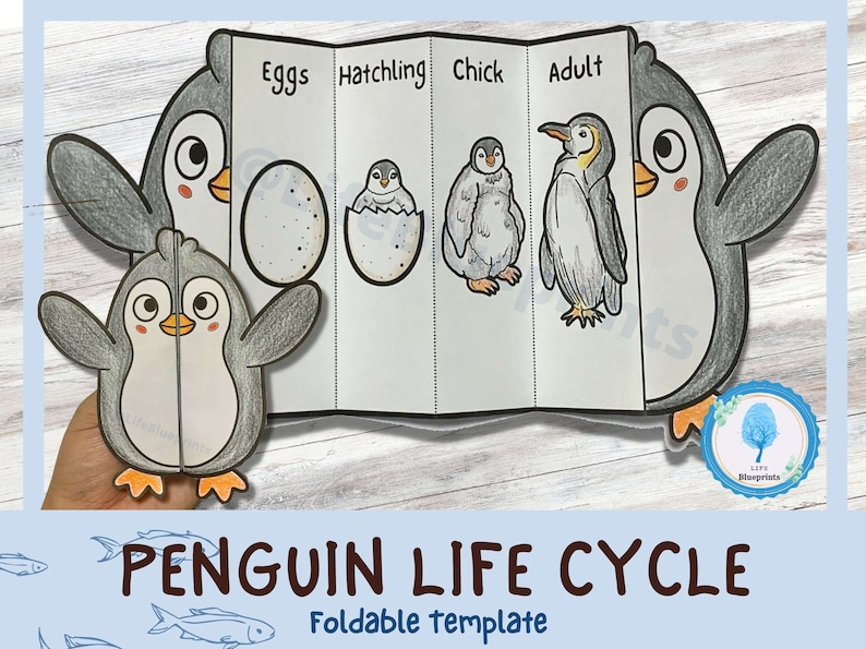 Foldable Penguin Life Cycle Learning Activity for Kids | A4 and 11x8.5 ...