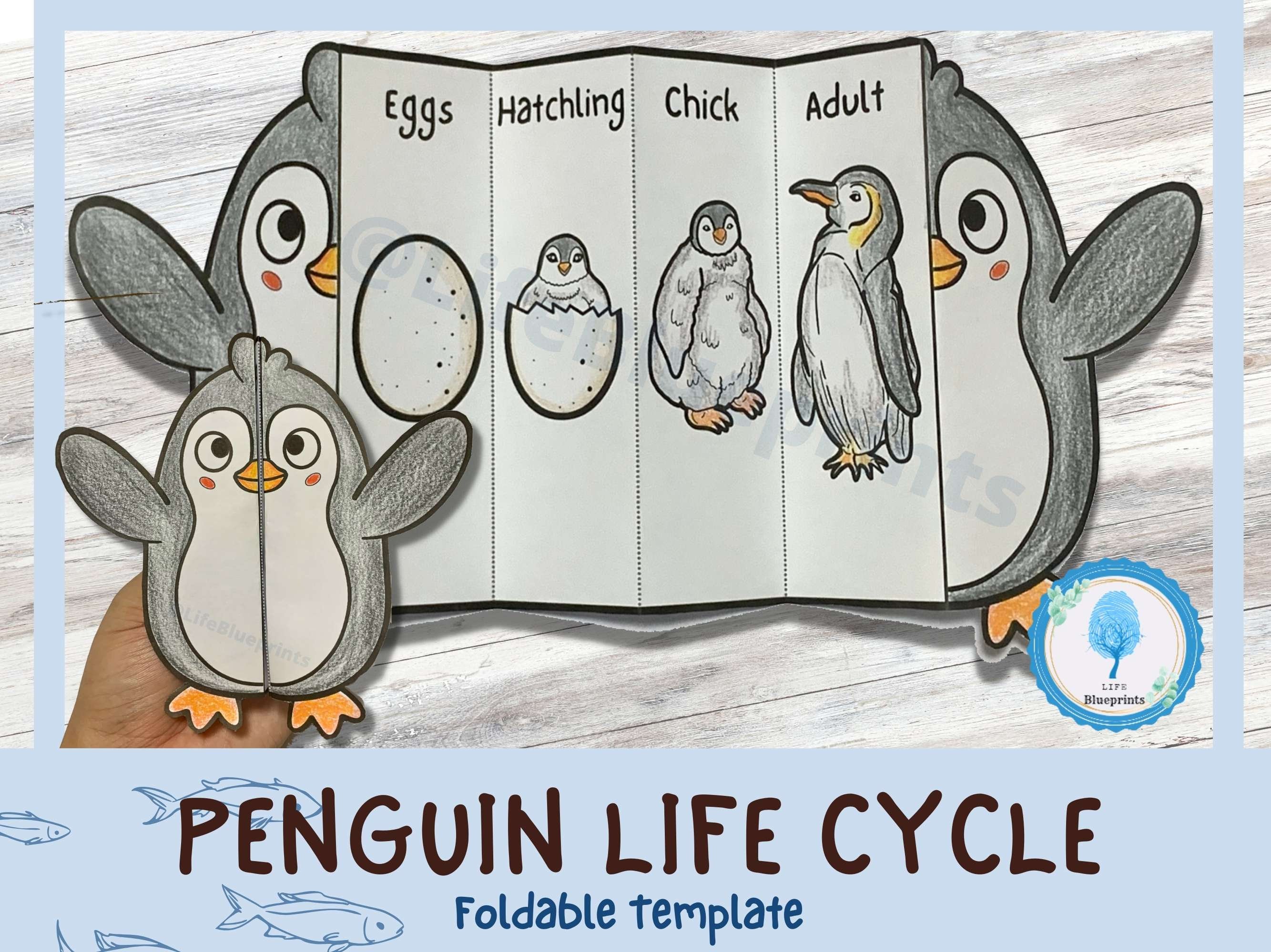 Ciclo De Vida De Un Pinguino