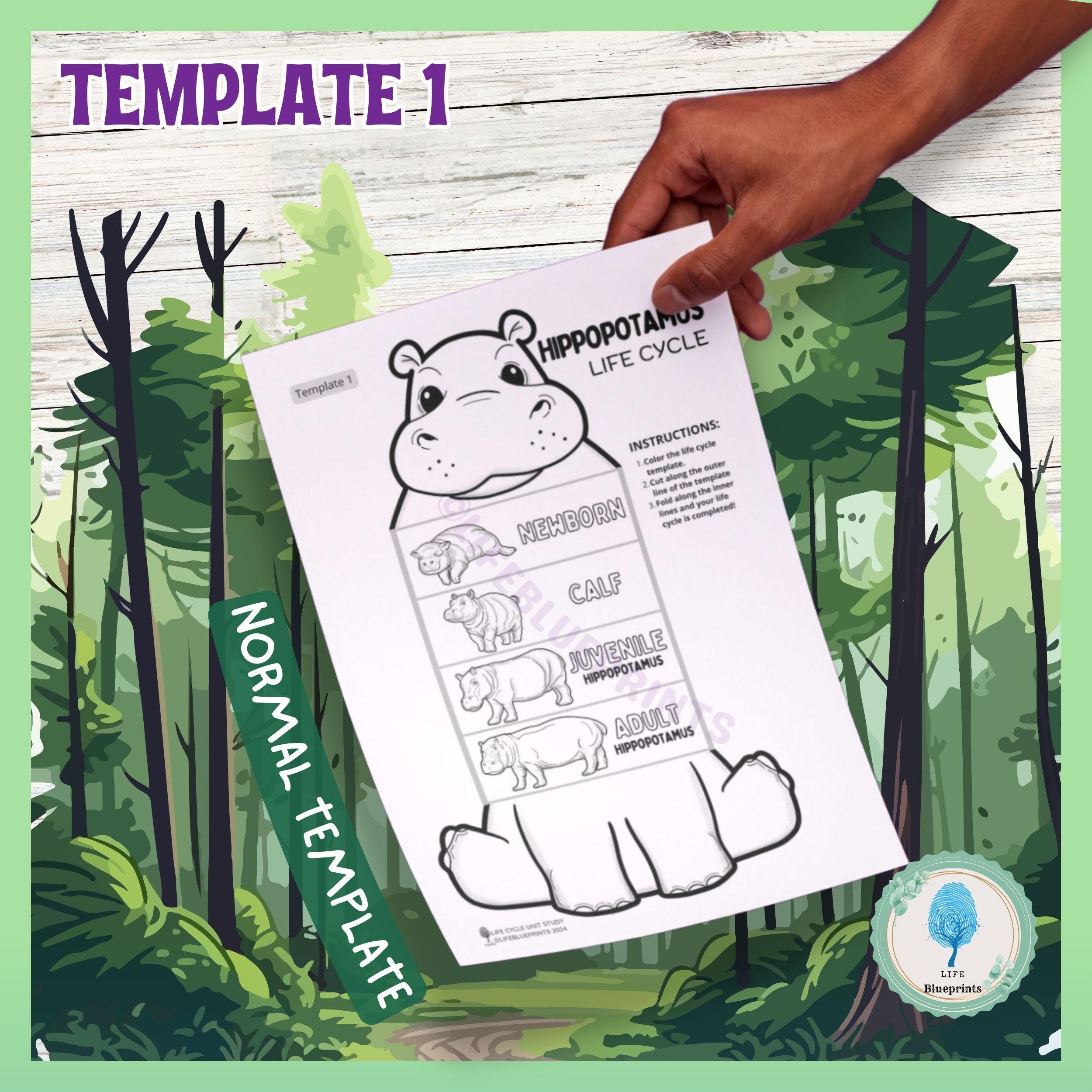 Hippopotamus Life Cycle Science Activity for Kids | Foldable Craft ...