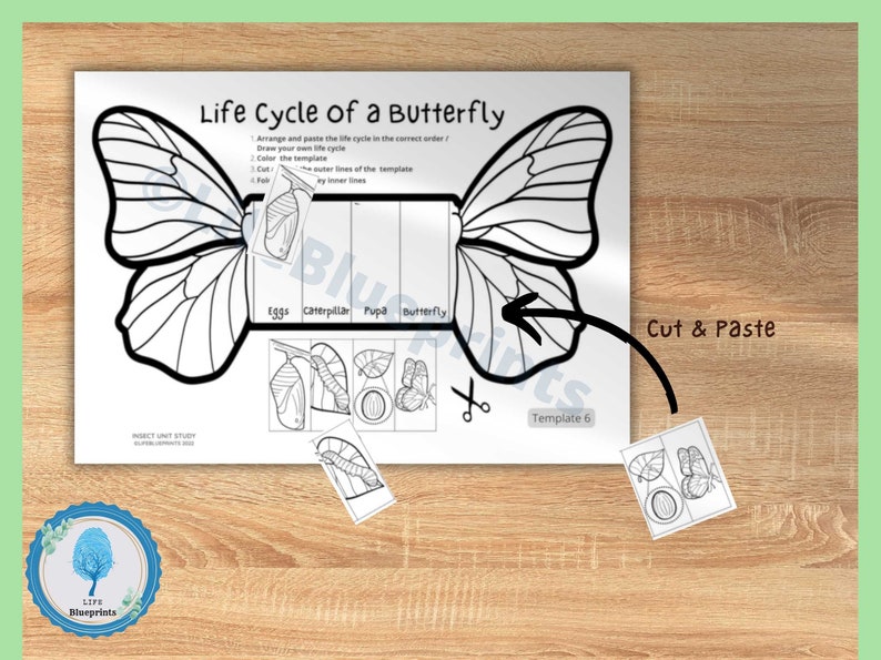 Foldable Butterfly Life Cycle Learning Activity for Kids | A4 and 11x8 ...