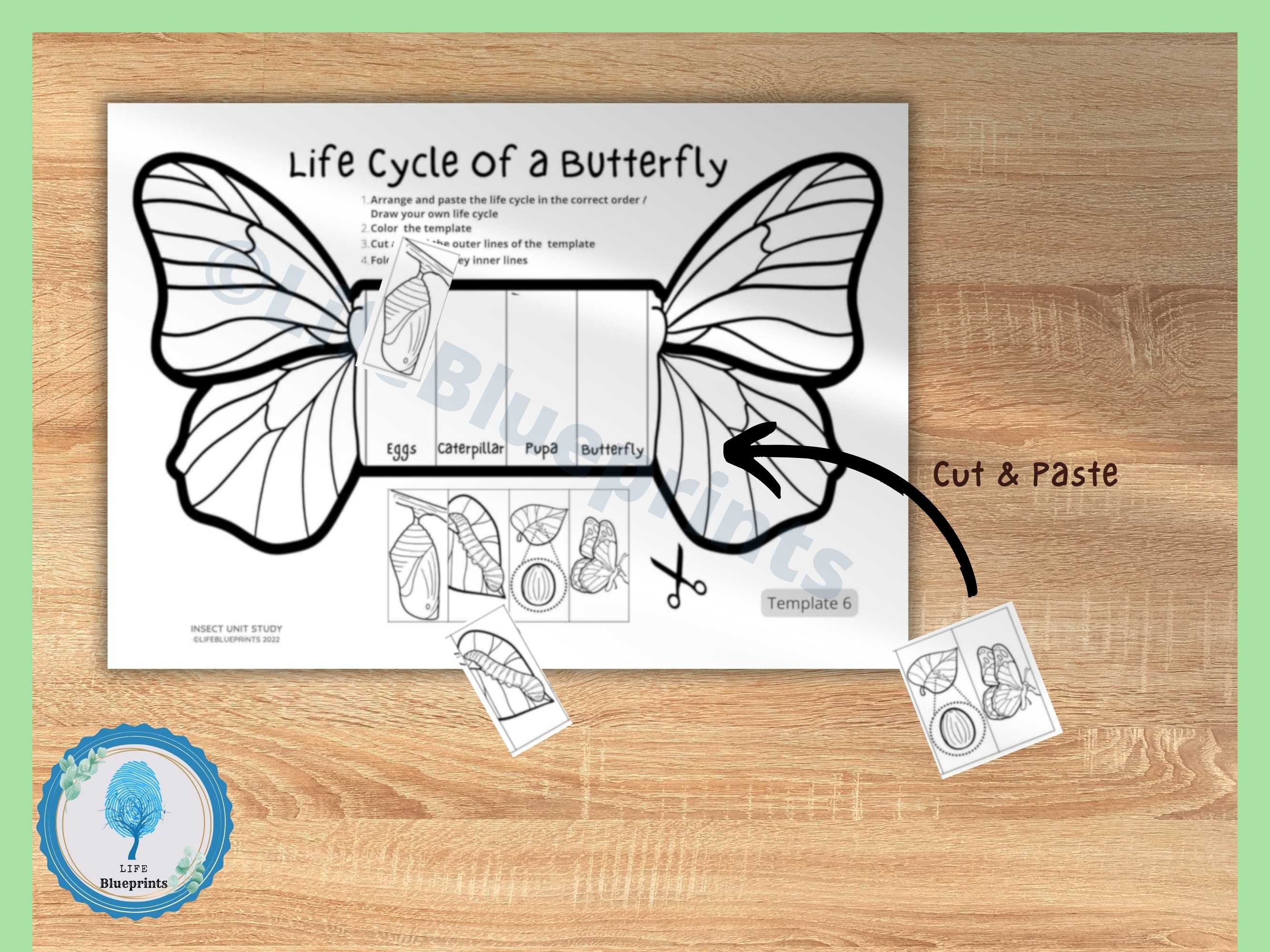 Hoja De Trabajo Sobre El Ciclo De Vida De La Mariposa, Segundo Grado