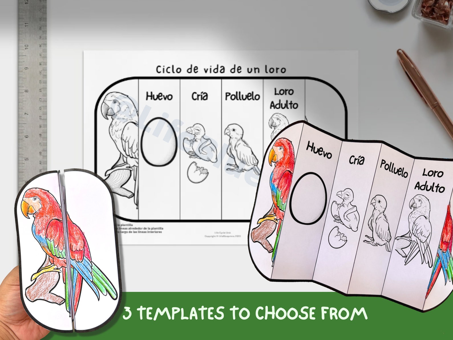 SPANISH Bird Life Cycle Bundle of 6 Templates Duck, Chicken, Penguin ...