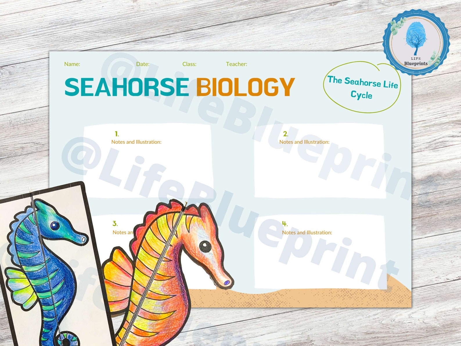Foldable Seahorse Life Cycle Learning Activity for Kids Marine Life ...