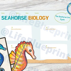 Foldable Seahorse Life Cycle Learning Activity for Kids | Marine Life ...