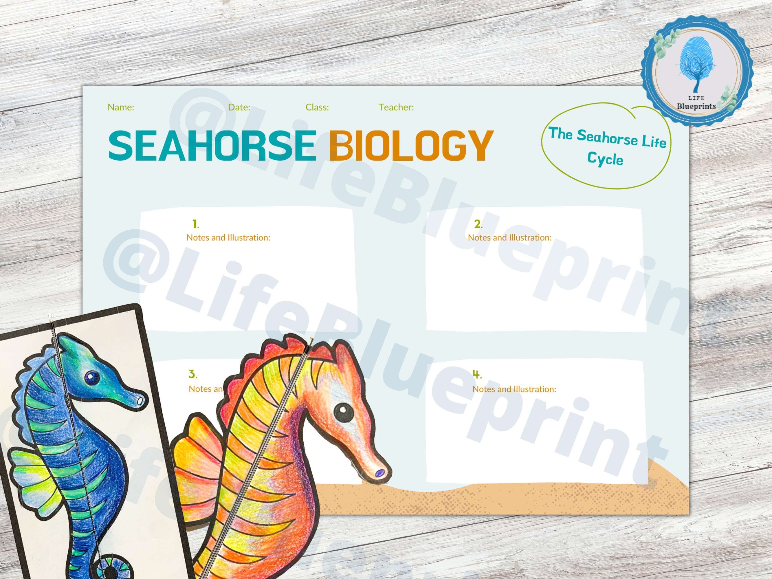 Foldable Seahorse Life Cycle Learning Activity for Kids | Marine Life ...