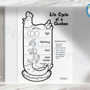 Foldable Chicken Life Cycle Learning Activity for Kids | A4 and 11x8.5 ...