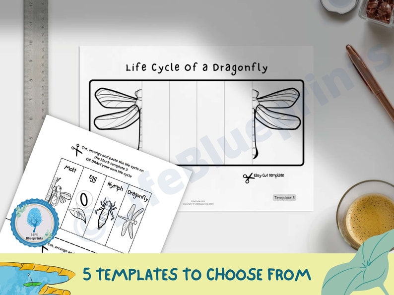 Foldable Dragonfly Life Cycle Learning Activity for Kids | A4 and 11x8 ...
