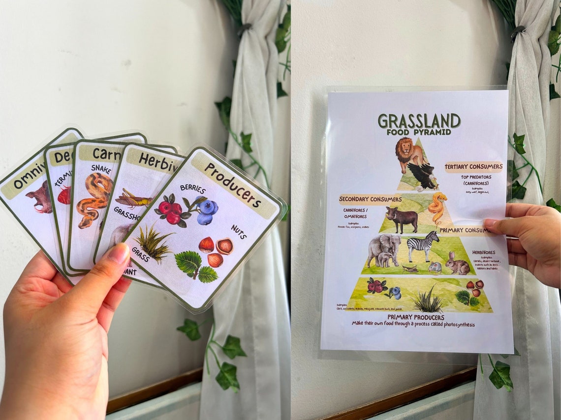 Grassland Food Chains Unit Study | Snow Globe | Food Web Printable | A4 ...