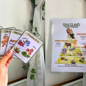 Grassland Food Chains Unit Study | Snow Globe | Food Web Printable | A4 ...