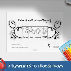 SPANISH Crab Life Cycle Learning Activity for Kids | Montessori ...